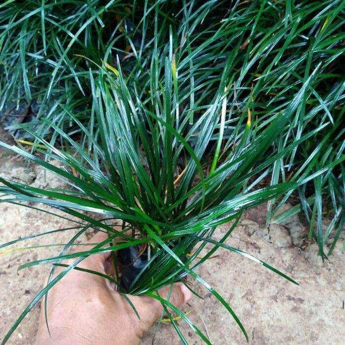 pohon kucai gondrong tanaman hias semak kucai rumput gondrong | Lazada ...