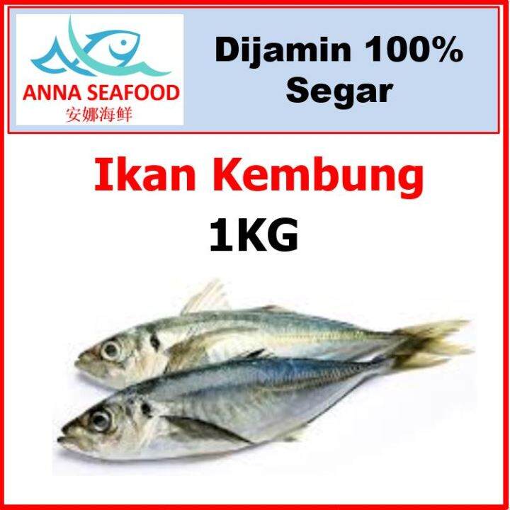 1kg+- Ikan Kembung Kembong Segar Fresh Fish 新鲜甘望鱼 | Lazada