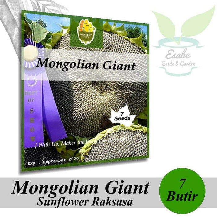 Kw Asli Benih Biji Sunflower Mongolian Giant Bunga Matahari Raksasa ...