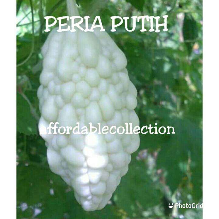 (It's a seed, not a plant!) White Bitter Gourd Seed / Biji Benih Peria ...