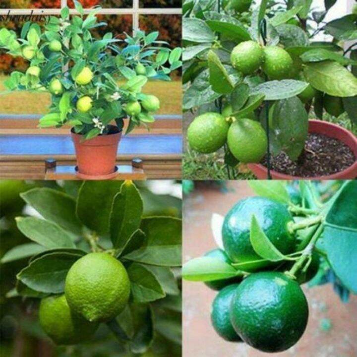 Dayap Key Lime Seedlings | Lazada PH