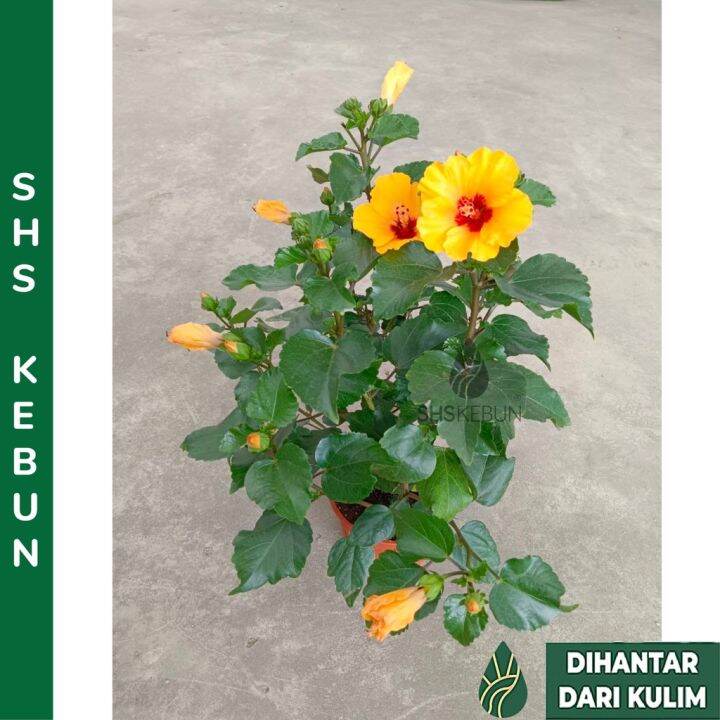 Pokok Bunga Raya Hibiscus Pokok Hiasan Ornamental Plant Live Pokok ...