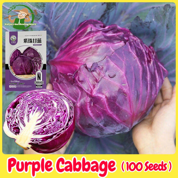 Fresh Organic Purple Cabbage Seeds for Planting (100 Seed) High Yield ...