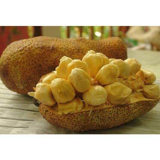KWALITAS TERBAIK Bibit tanaman Buah Cempedak Durian | Lazada Indonesia KWALITAS TERBAIK Bibit tanaman Buah Cempedak Durian | Lazada Indonesia