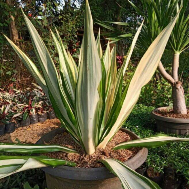 Tanaman Hias Agave Putih Variegata - Tanaman Agave | Lazada Indonesia
