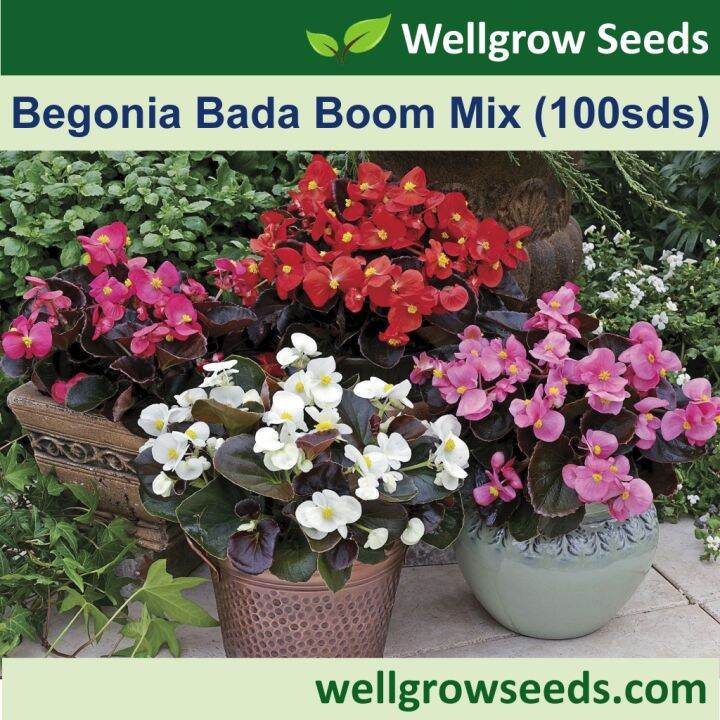Begonia Bada Boom Mix (100 sds) Flower Seeds Wellgrow Seeds | Lazada
