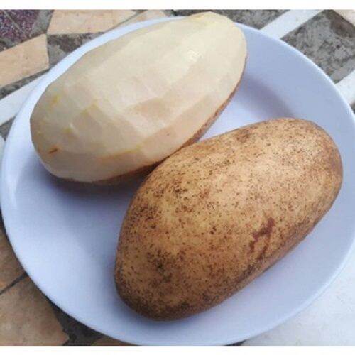 bibit pohon kemang-pohon buah kemang | Lazada Indonesia bibit pohon kemang-pohon buah kemang | Lazada Indonesia