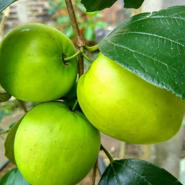 BERBUNGA...Bibit Tanaman Apel India Futsa Kondisi Berbuah Unggulan ...