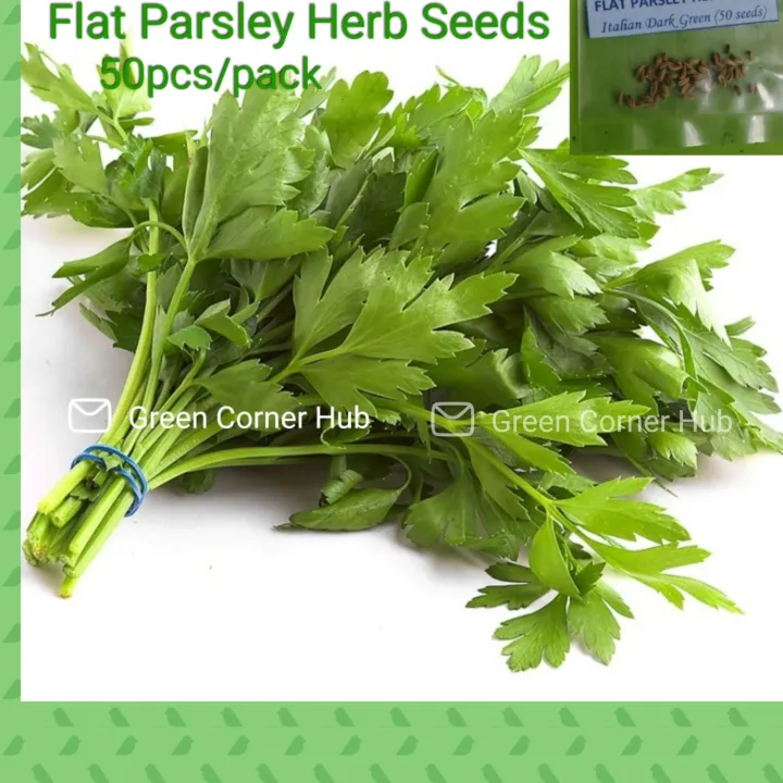 Flat Parsley Herb Seeds (Italian Dark Green) | Lazada PH