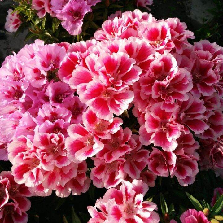 【Ready Stock】 Biji Benih Bunga Clarkia Amoena Flower seeds Clarkia ...