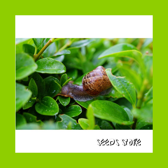 Defender Snail Slug Killer Pellet Molluscicide Racun Siput Lintah Bulan ...