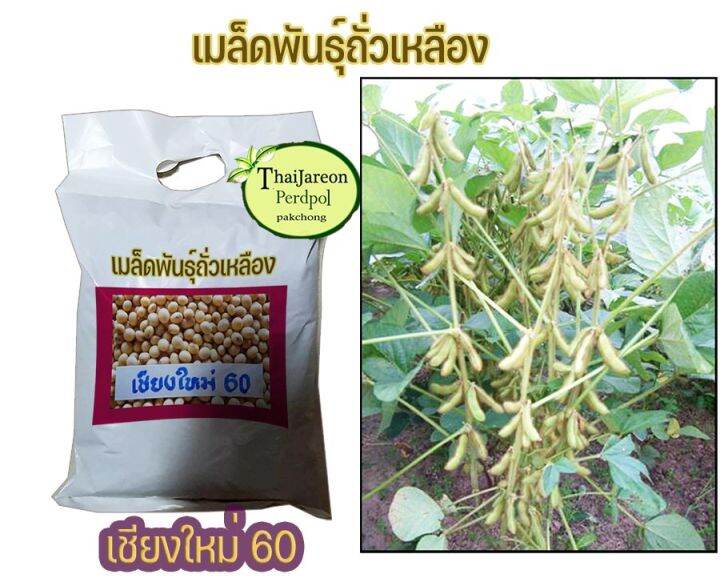 เมล็ดพันธุ์ถั่วเหลืองพันธุ์เชียงใหม่ 60 ถั่วแระไทย ปลูกถั่วหัวโตแบบใน ...
