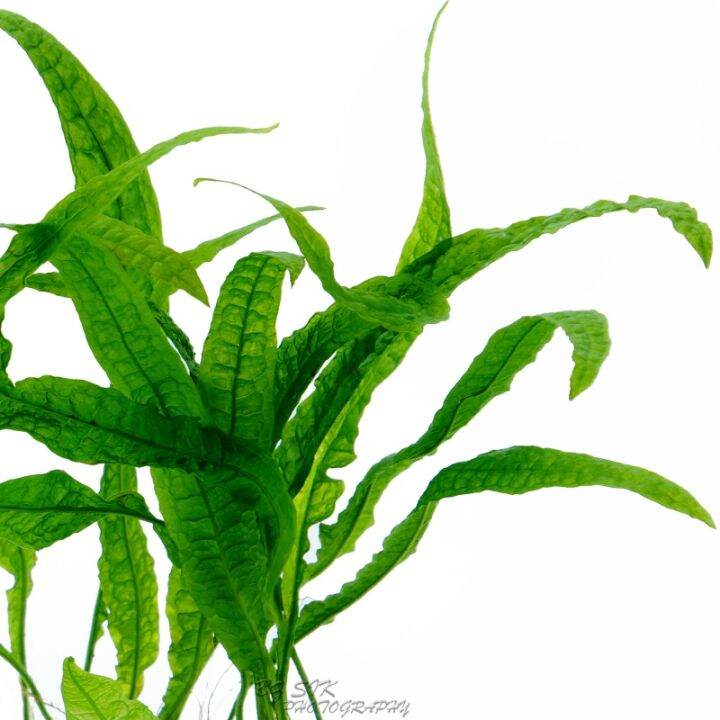 Aquatic plants Microsorum pteropus 'Philippine' （菲律宾铁皇冠） | Lazada