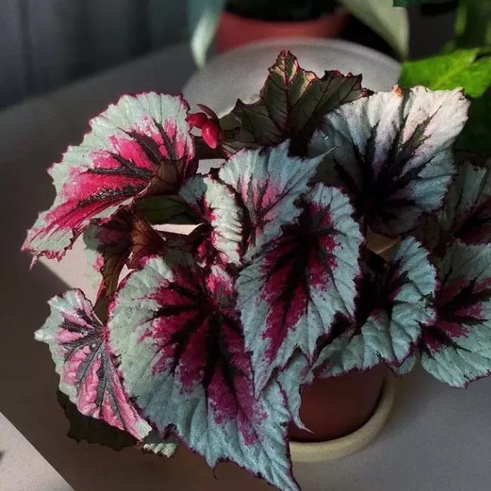 tanaman begonia rex | Lazada Indonesia