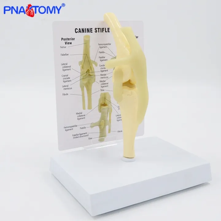 Life Size Canine Knee Model Dog Joint Anatomical Model With Key Card ...