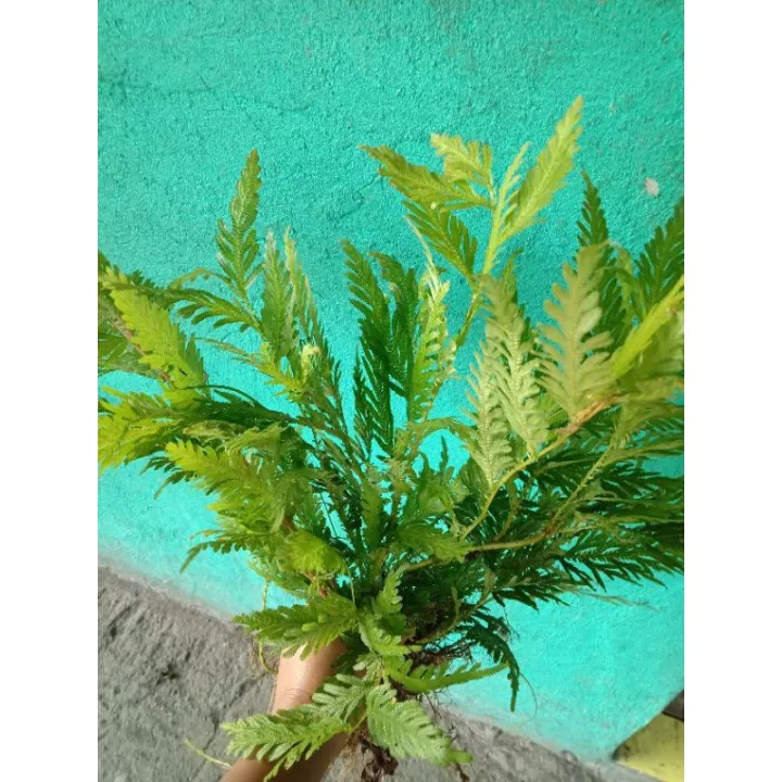 Golen Fern (golden sprite)50pesos only buy 1 take 1 | Lazada PH