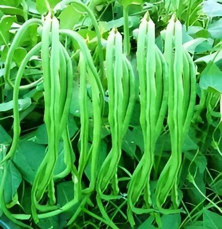 SITAW LIGAW (COWPEA/BUSH SITAW) SEEDS | Lazada PH
