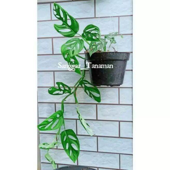 tanaman monstera / tanaman janda bolong / tanaman pot gantung / tanaman ...
