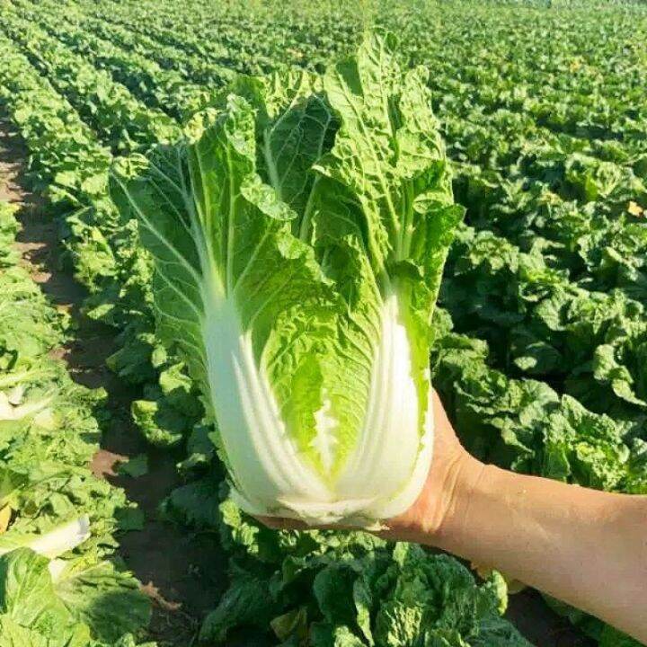 VICTORY SEED 20 Benih Biji Sawi Cina Putih Tiongkok White Napa Leaf ...