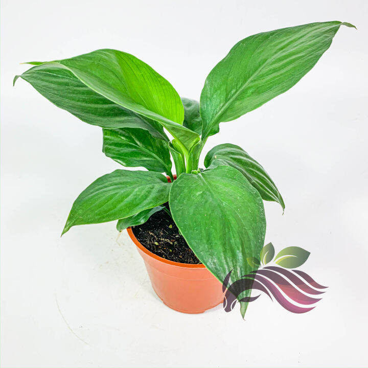 [Indoor Plant] Spathiphyllum Sensation Mini Plant by LS Group | Lazada