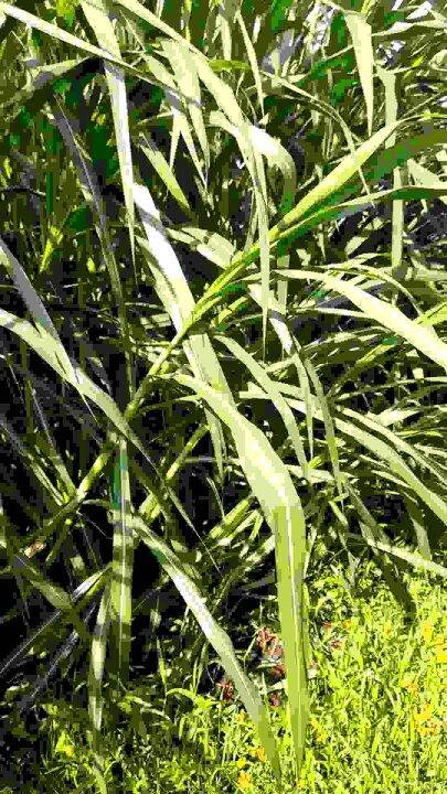 Bibit rumput biograss BB biogen 1kg hijauan pakan ternak sapi kambing ...