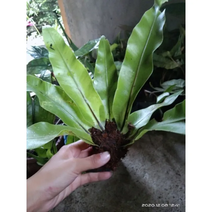 Bird nest Fern (Pakpak Lawin Dapo) | Lazada PH