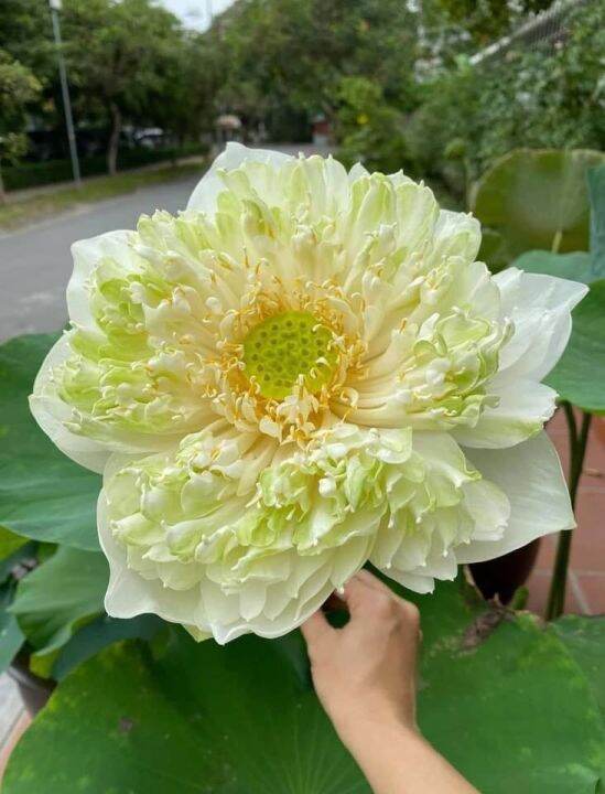 Sen Quan Âm Trắng_ Củ Giống | Lazada.vn