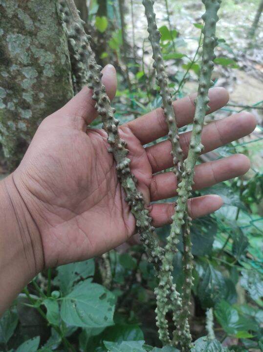 Akar Seruntun / Bakawali / Patawali / Bratawali (3 Batang RM2.00) | Lazada