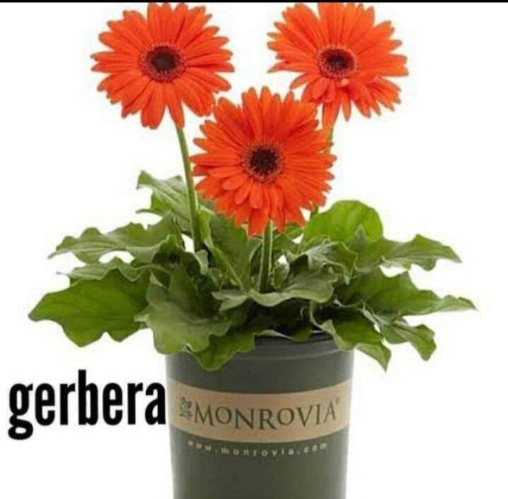 2paket tanaman hias hebras/garbera(pink&merah) siap berbunga | Lazada ...