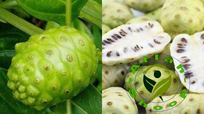 1kg buah pace atau mengkudu segar | Lazada Indonesia