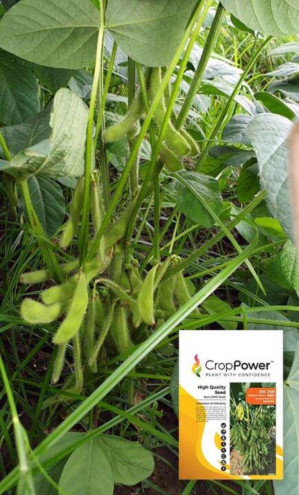 BIJI BENIH KACANG EDAMAME JEPUN/JAPAN EDAMAME SEEDS(10 SEEDS-REPACK ...