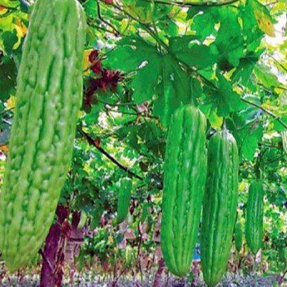 10 BENIH BIBIT PARE SUPER UNGGUL//COD//MANGGARMAS | Lazada Indonesia