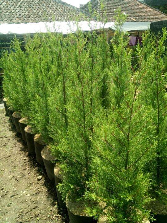 Pohon Cemara Rentes 1 meter up Tanaman Renthes Wangi | Lazada Indonesia