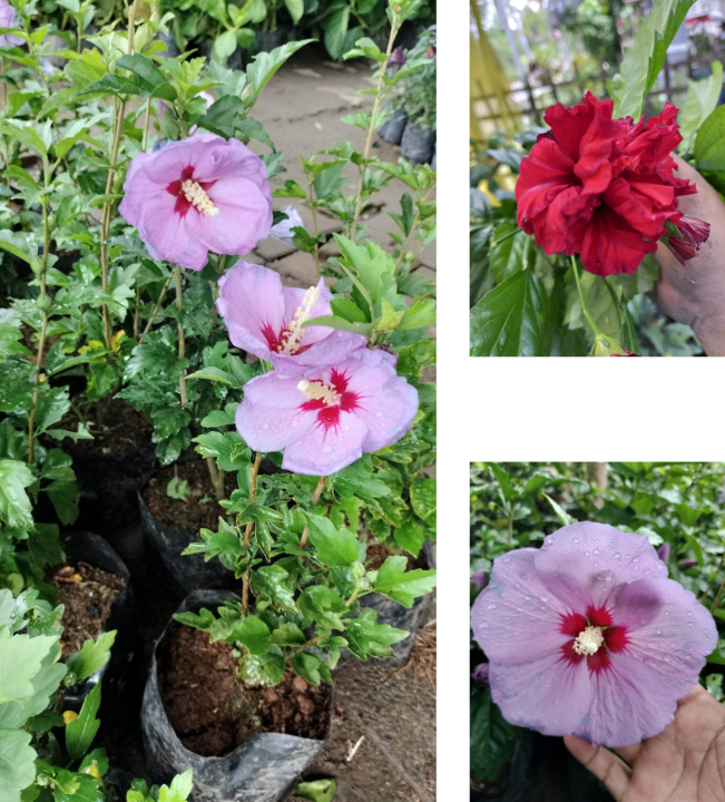 GUMAMELA RARE GUMAMELA VIOLET AND DOUBLE PETAL RED GUMAMELA OR HIBISCUS ...