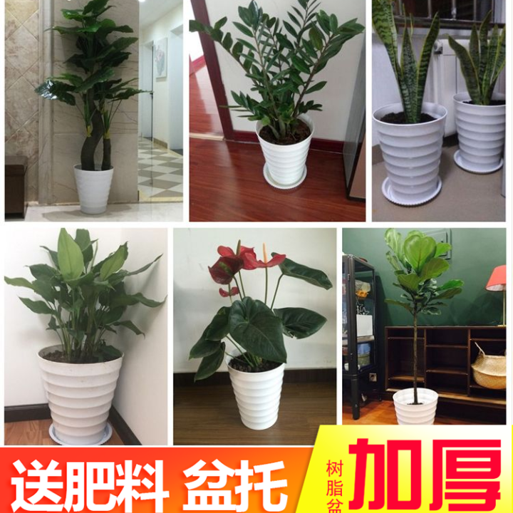 Threaded large plastic flowerpots large potted plants with green plants ...