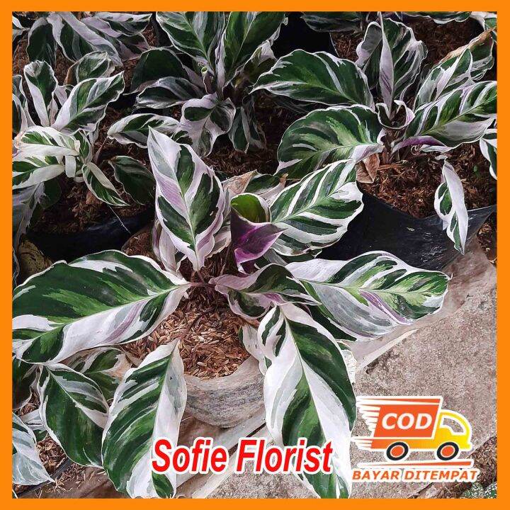 Calatea Tisue | Pohon Kalatea Tisu | Tanaman Hias Calathea Tisue ...