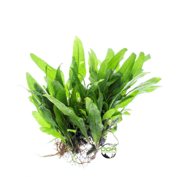 Aquatic Plants Microsorum Pteropus Mini Petit Java Fern（水草迷你铁皇冠） | Lazada