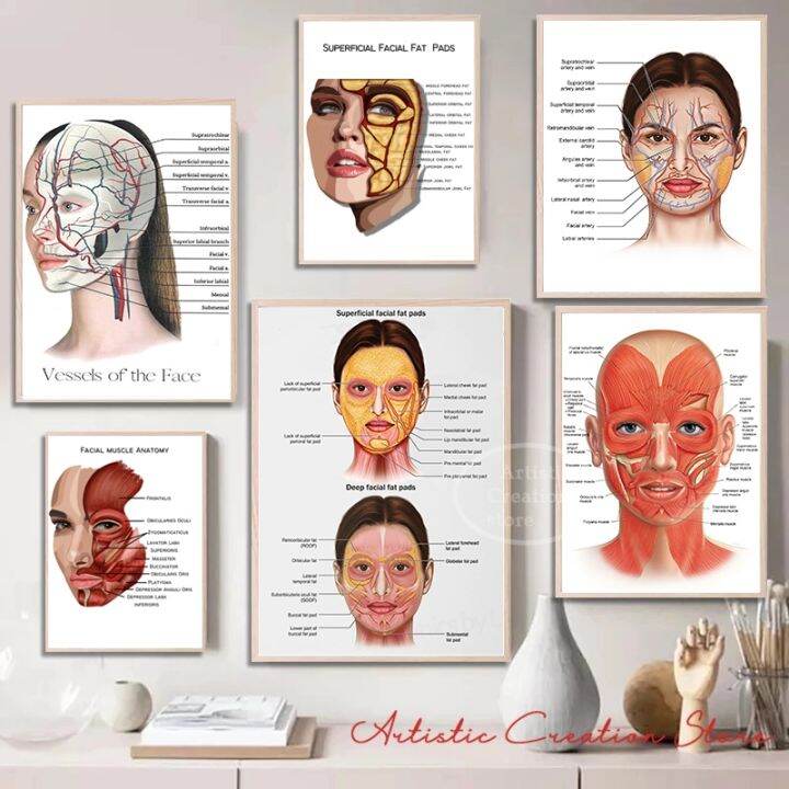 FACE ANATOMY MUSCLES VEINS Detailed Chart Science Art Print Canvas ...