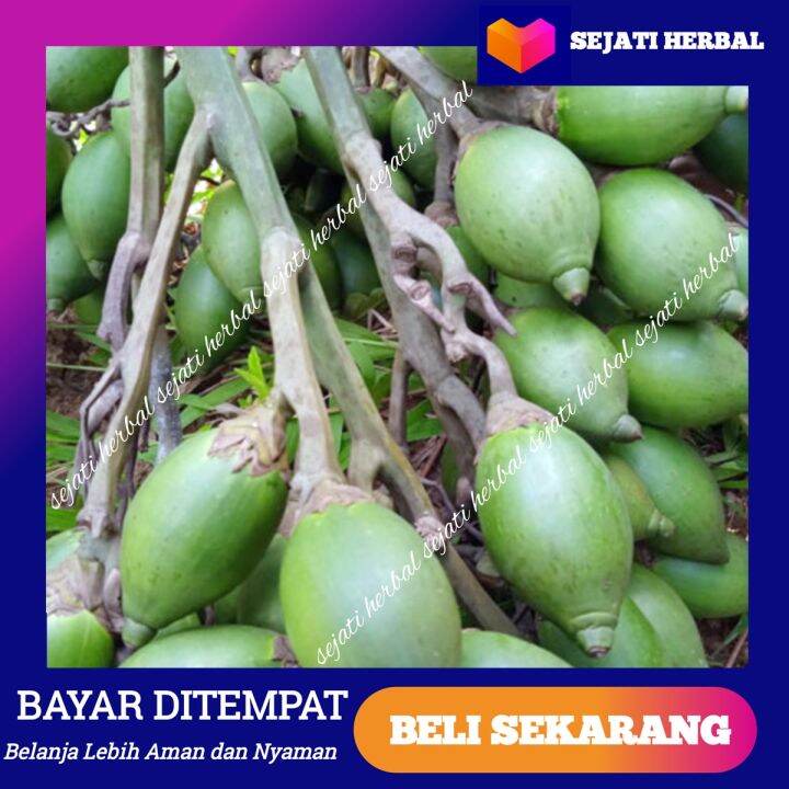 Buah pinang muda 250 gram Buah pinang muda segar Buah pinang muda buah ...