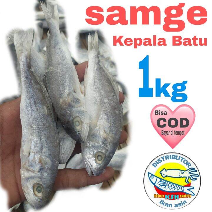 ikan asin samge kepala batu-1kg | Lazada Indonesia