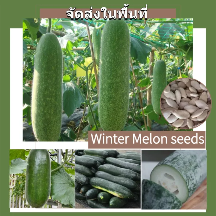 Winter Melon seeds) บรรจุ 18 เมล็ด ม็ดผักสวนครัว ผัก เมล็ดบอนสี ต้นไม้ ...