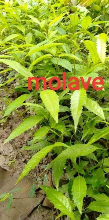 molave well rooted | Lazada PH