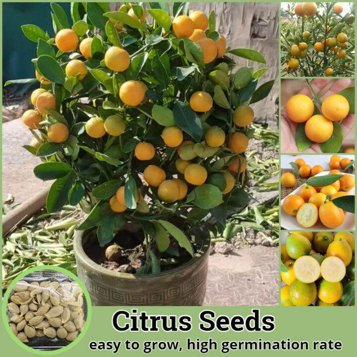 [Fast Delivery] Mixed Citrus Seed Fruit Seeds for Planting (50 Seeds ...