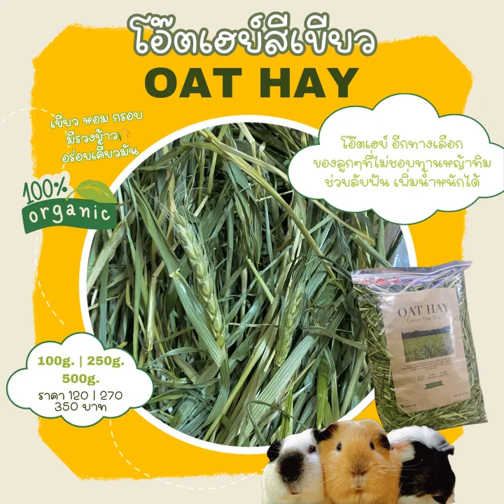 หญ้าโอ๊ตพรีเมียม Oat Hayไร้ฝุ่นก้านสวยใบเยอะกรอบหวานหอมอร่อย หญ้ากระต่าย แกสบี้ ชินชิล่า แพรี่ด็ ...