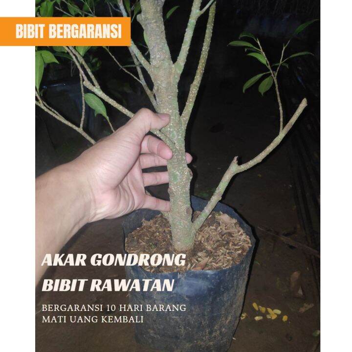 BERINGIN KIMENG BAHAN BONSAI HIDUP KIMENG / FICUS MIKROCARPA | Lazada ...