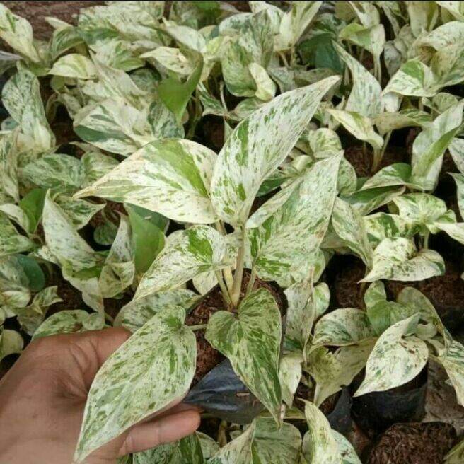 Tanaman Hias Sirih Gading Varigata Scindapsus Parigata - Bunga Hias ...