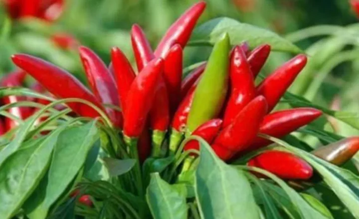 Cili Merah Tunjuk Langit 红皮指天小辣椒 WH213 F1 Hybrid Premium 50 seeds (not ...