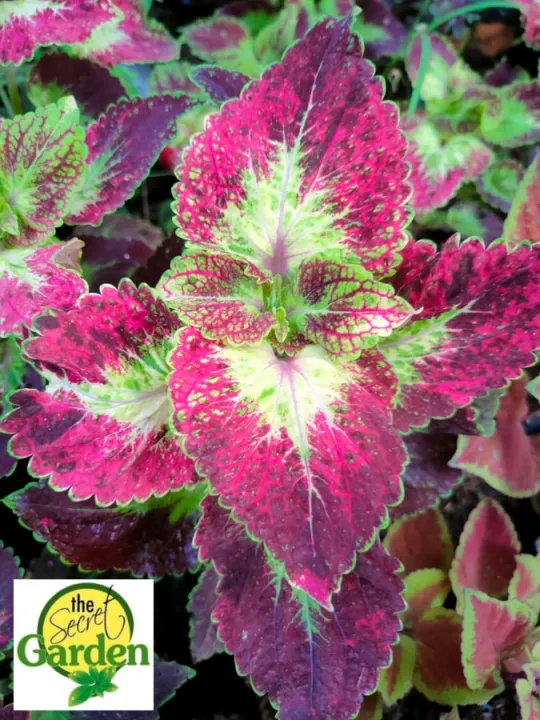 Mayana Coleus Dipt in Wine (Rare Mayana) with FREE plastic pot, and ...