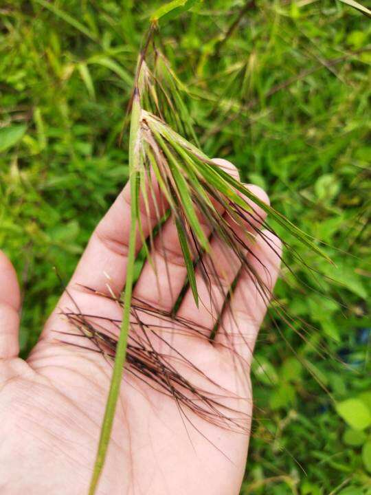 Bulu Rumput bujang atau buluh perindu Isi 50 batang | Lazada Indonesia