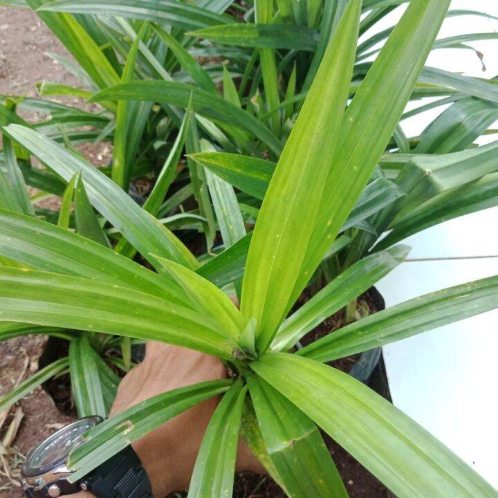 Pandan Wangi Tanaman Daun Pandan Wangi Untuk Bahan Makanan | Lazada ...